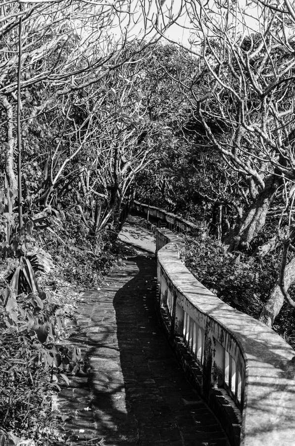 Branch texture pathway stock image. Image of shadow, road - 28187471