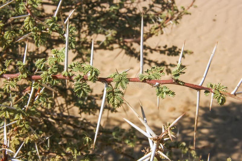 Branch with Thorn in Sahara Stock Image - Image of thorny, sharp: 51429835