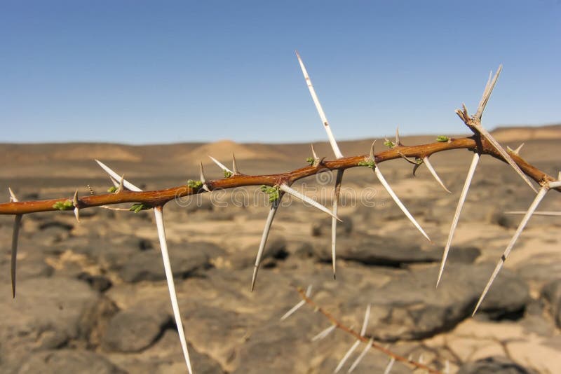 Branch with Thorn in Sahara Stock Image - Image of thorny, sharp: 51429835