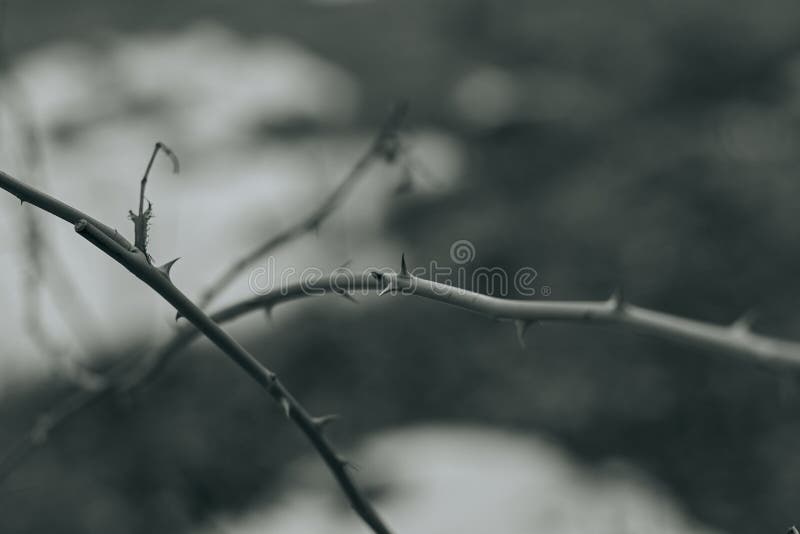 Branch with Thorns. Abstract Spikes. Black and White Photo. Stock Photo ...