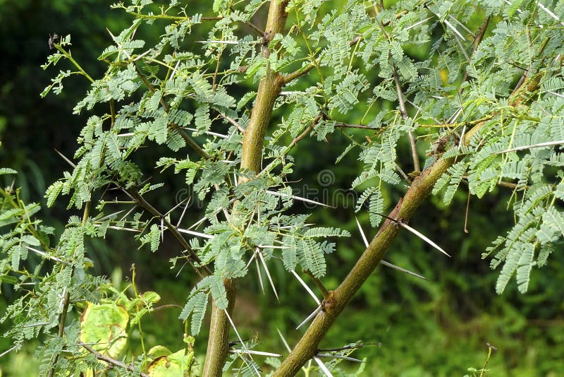A branch with thorns tree stock photo. Image of blossom - 230099514