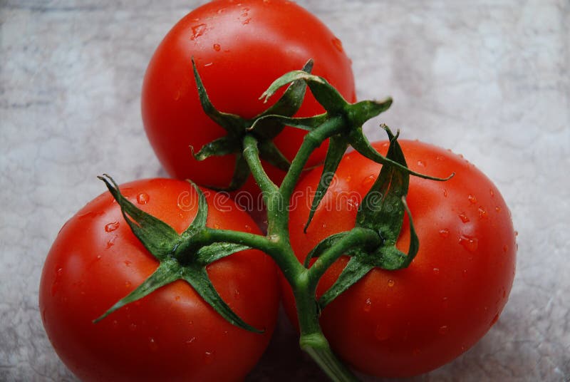 A Branch of Three Red Tomatoes. Stock Image - Image of tomato, salad ...