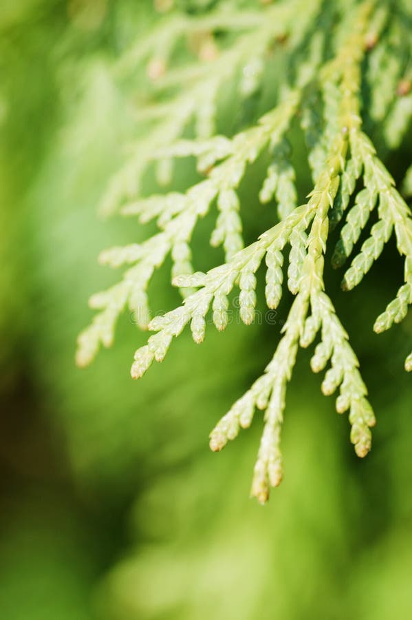Branch of a thuja stock photo. Image of macro, botanical - 13921738