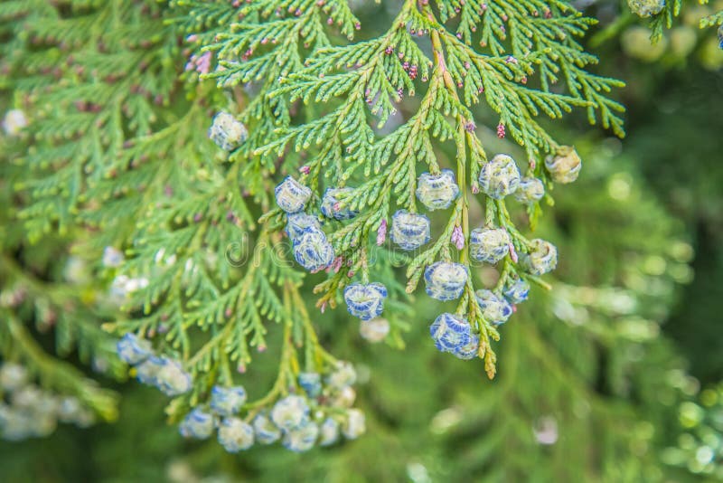 The Thuja stock photo. Image of arborvitaes, cupressaceae - 151292622