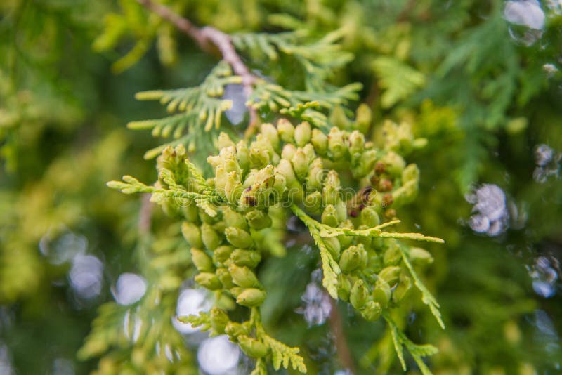 The Thuja stock image. Image of forest, garden, conifer - 149955367