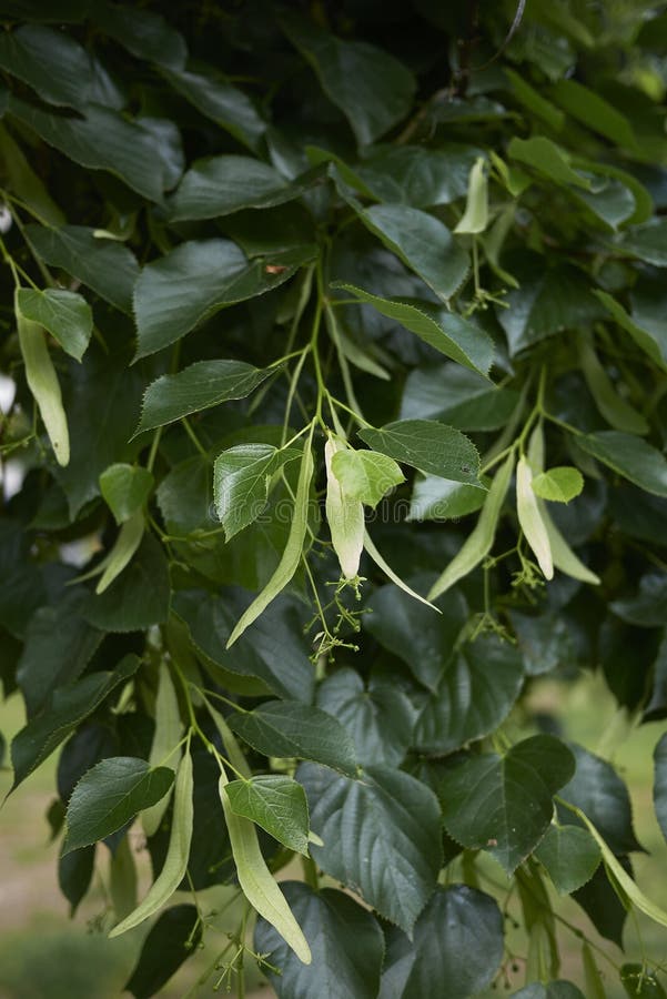 Branch of tilia tree stock image. Image of foliage, plant - 121668769