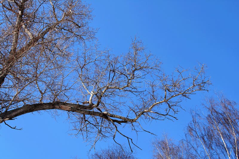 Branch, Tree, Twig, Plant Stem Picture. Image: 95617508