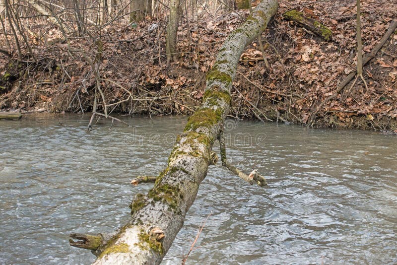 Branch of a Tree Across a Stream Stock Image - Image of forest, water ...