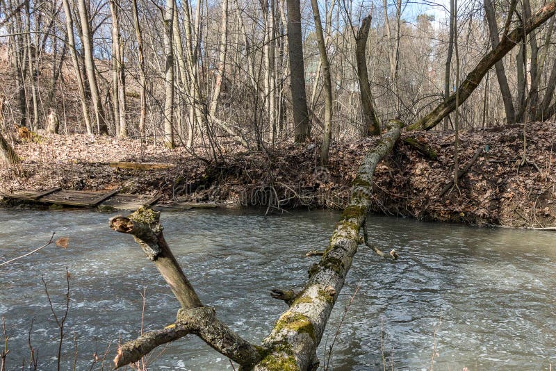 Branch of a Tree Across a Stream Stock Photo - Image of branch, forest ...