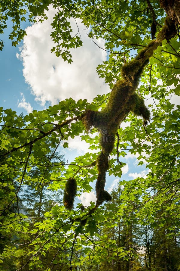 Branch of a Tree with Big Moss Cushions Stock Photo - Image of ...