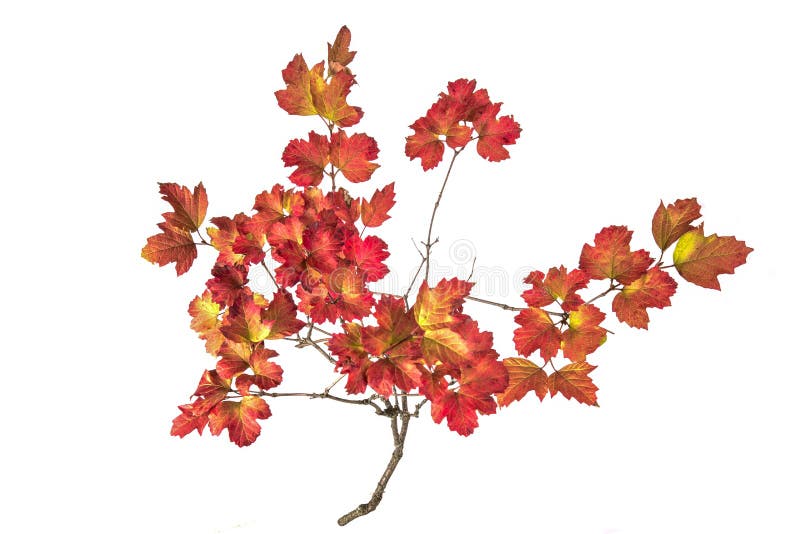 Branch of a Tree with Bright Red Autumn Leaves on a White Background ...