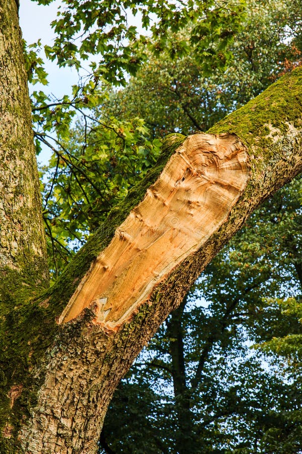 261 Tree Broken Off Branch Stock Photos - Free & Royalty-Free Stock ...