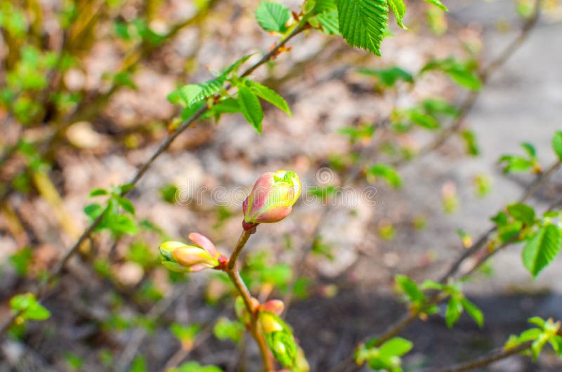 Branch of a Tree with Budding Buds, Early Spring, Close-up Stock Image ...