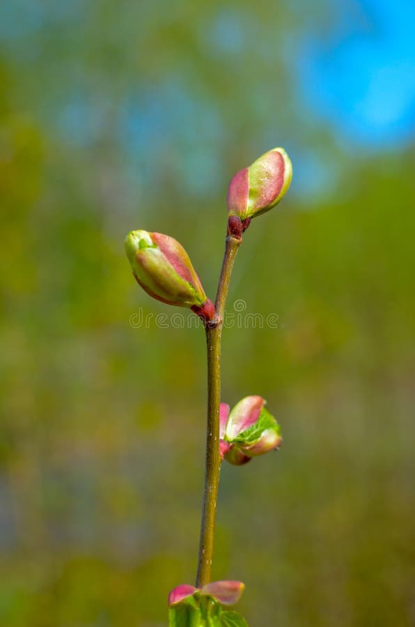 7,584 Budding Branch Tree Photos - Free & Royalty-Free Stock Photos ...