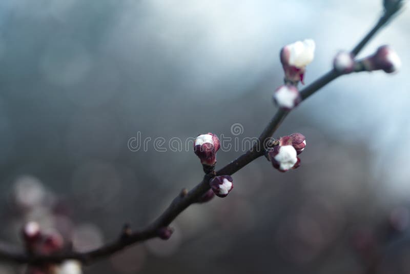 Branch with Tree Buds, Apricot Flower Bud on a Tree Branch Stock Image ...
