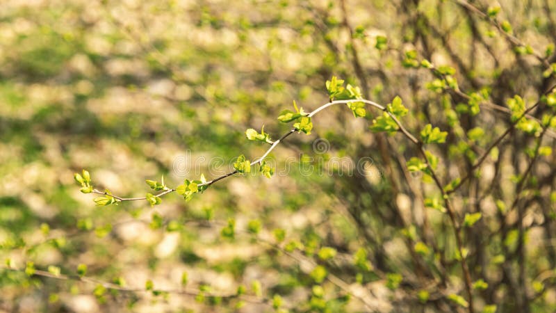 A Branch of a Tree with Buds and the First Green Leaves on a Bokeh ...