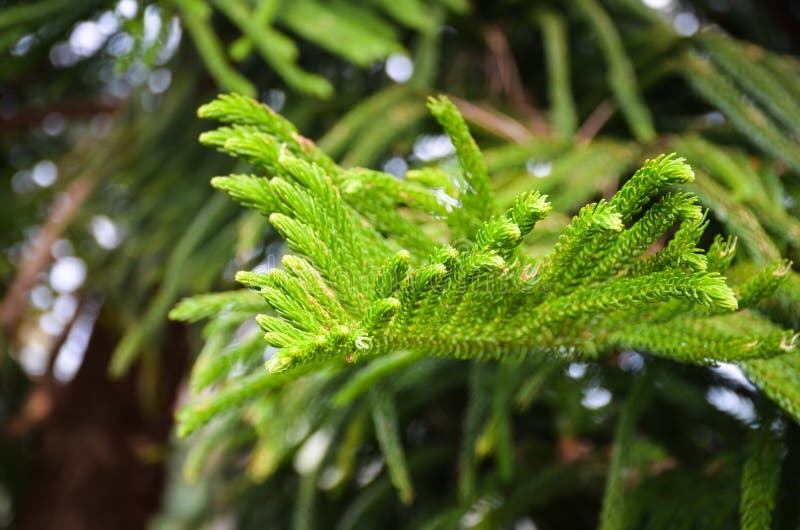 Branch of tree stock image. Image of trip, small, flora - 63275695