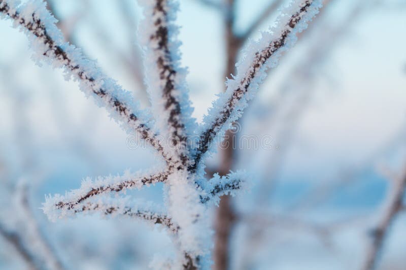 Branch of a Tree Covered with Frost Stock Image - Image of tree, frost ...