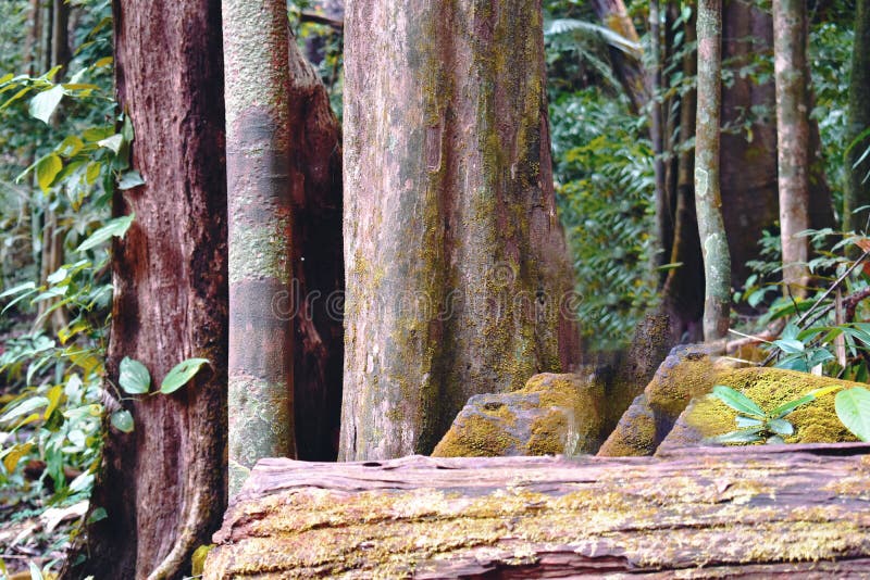 Branch of a Tree in a Dense Forest in Goa, India Stock Photo - Image of ...