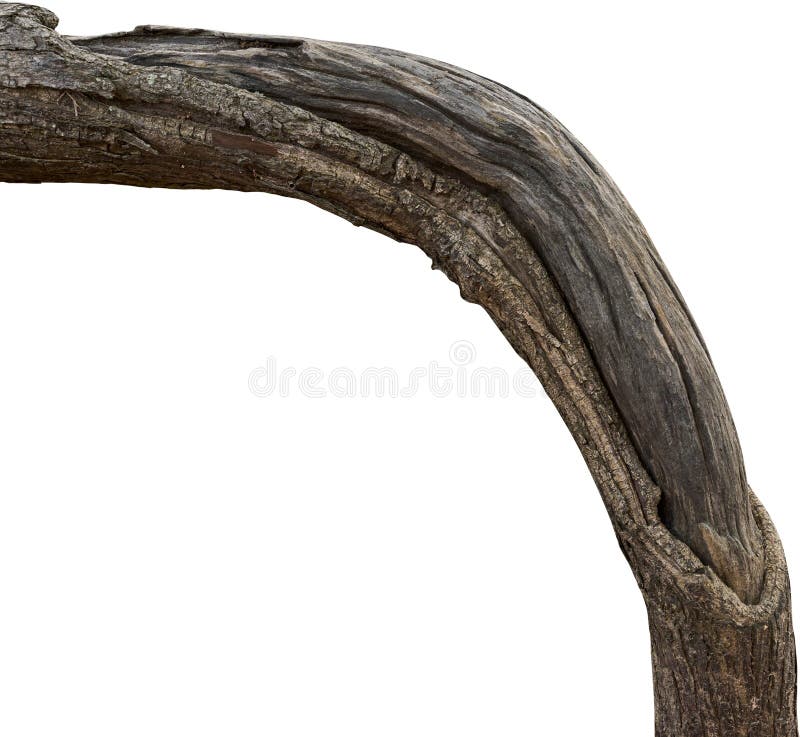 Branch Tree Dry Cracked Dark Bark Isolated on White Background ...
