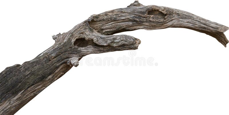 Branch Tree Dry Cracked Dark Bark Isolated on White Background ...