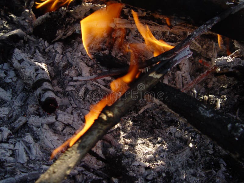 Branch tree fire stock image. Image of sausage, cooking - 89777977