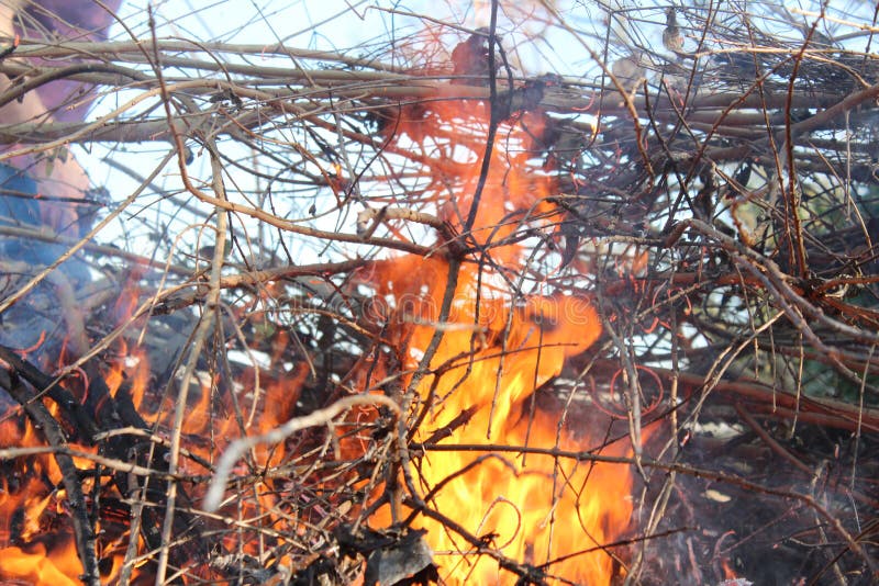 Branch Tree Flame with Smoke Stock Photo - Image of flame, burning ...