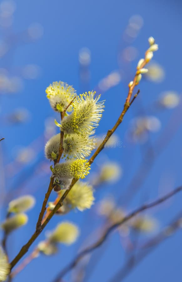 A Branch of a Tree with Fluffy Flowers Stock Photo - Image of blossom ...