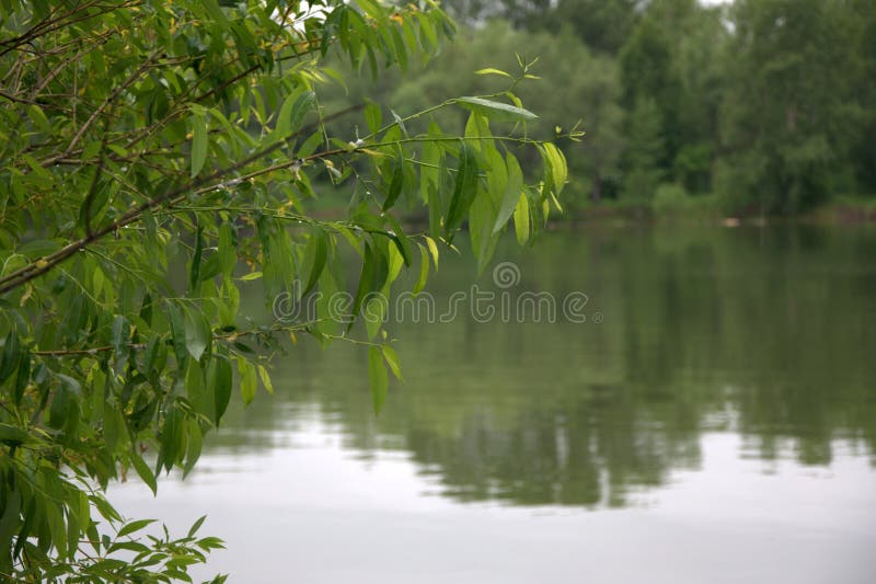 A Branch of a Tree with Foliage Bent Over a Forest Lake in Which Trees ...