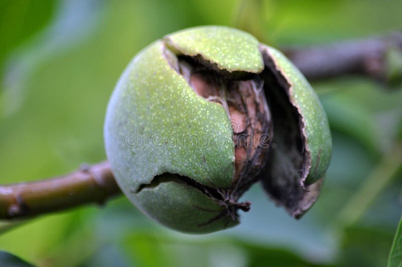 On the Branch of the Tree is the Fruit of the Walnut Stock Photo ...
