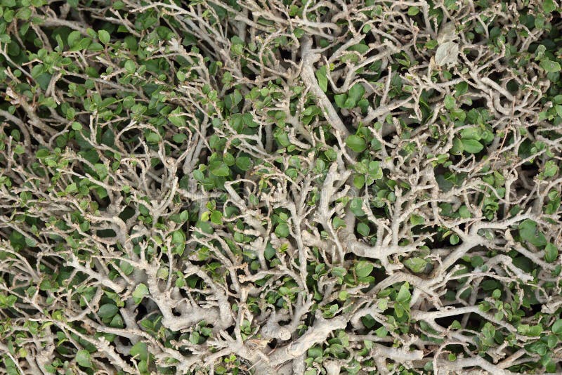 Branch of tree stock image. Image of horizontal, branch - 89418715