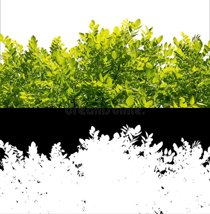 Branch of Tree with Green Leaves Isolated with Clipping Path and Alpha ...