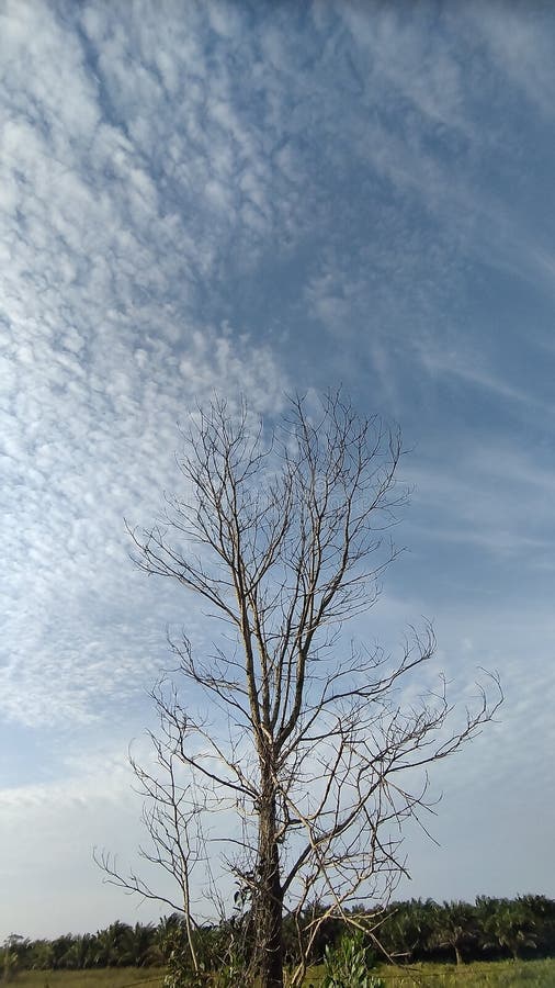 Branch of a Tree that Has Lost Its Leaves Stock Image - Image of ...