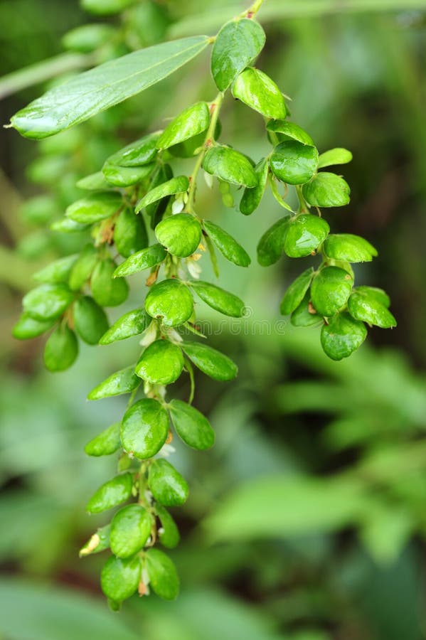 Branch of plant stock photo. Image of branch, plant, botany - 99425204