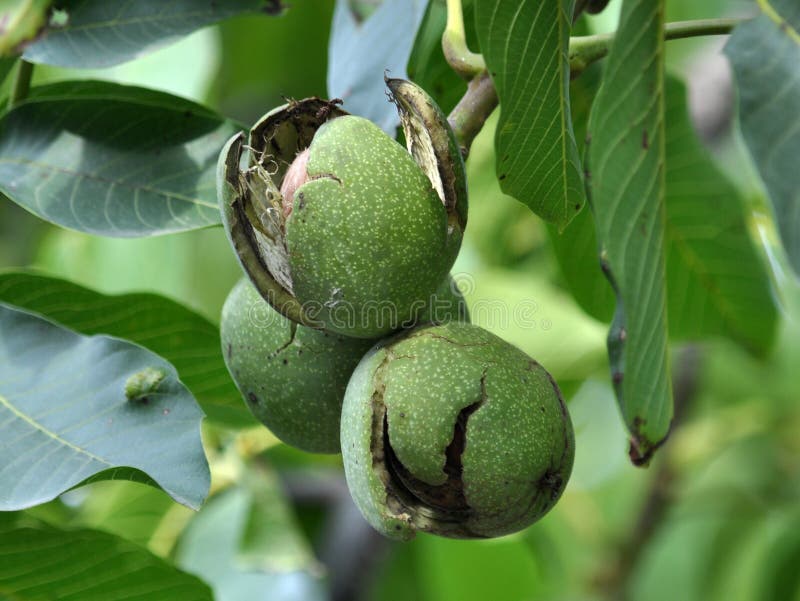On the Branch of the Tree is the Fruit of the Walnut Stock Image ...