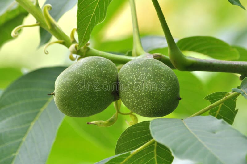 On a Branch of a Tree Grow Green Walnuts Stock Image - Image of growth ...