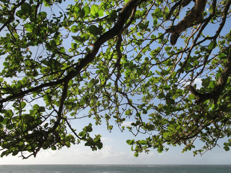 Branch Tree and the Ocean. Brazil Stock Image - Image of ocean ...