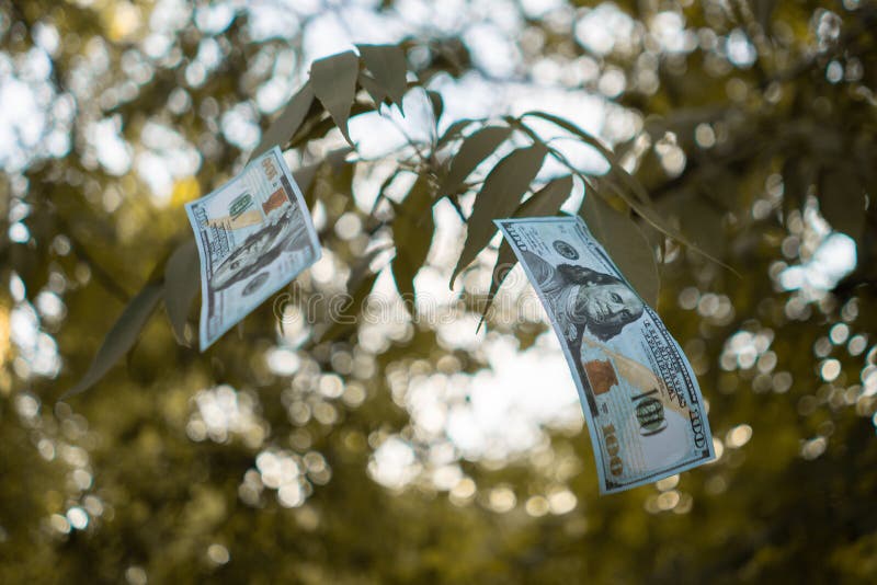 Branch of Tree with Paper Dollar Money Growing on it Stock Image ...