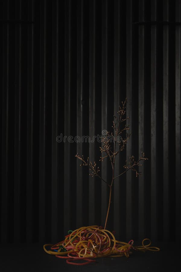 Branch of a Tree with Plastic Rubber Bands Stock Image - Image of ...