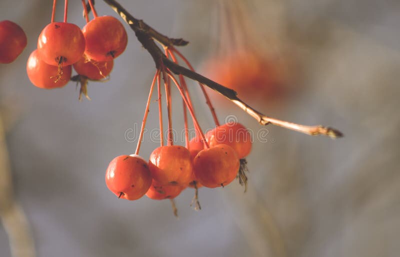 Branch of a Tree with Red Berries. Apple Tree Stock Image - Image of ...