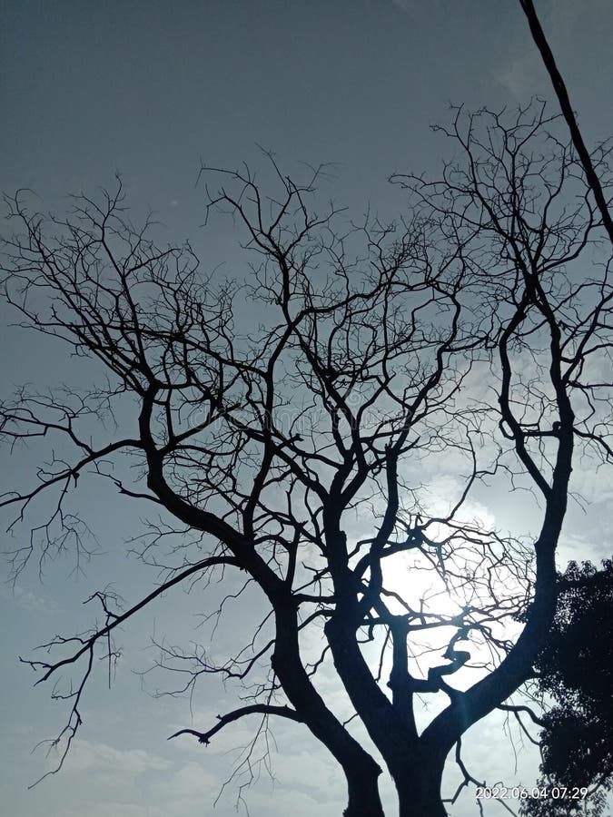 Branch tree reflection stock photo. Image of flower - 248806614