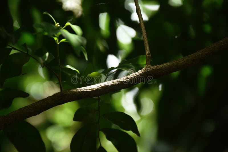 Branch from Tree with Rim Light and Shadow in Forest Stock Photo ...