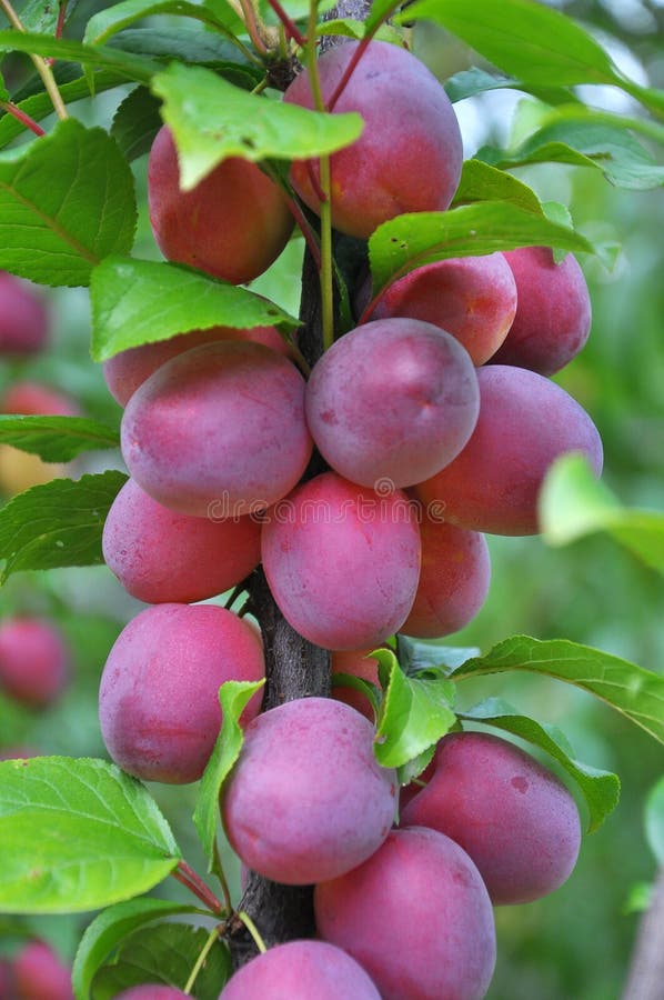 On the Branch of the Tree are Ripe Plums Stock Photo - Image of ...