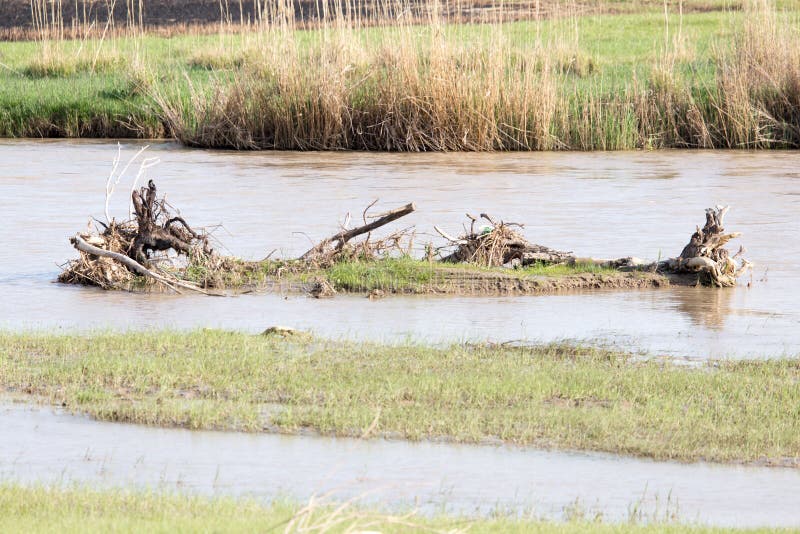Branch of a Tree in the River Stock Photo - Image of branch, root ...