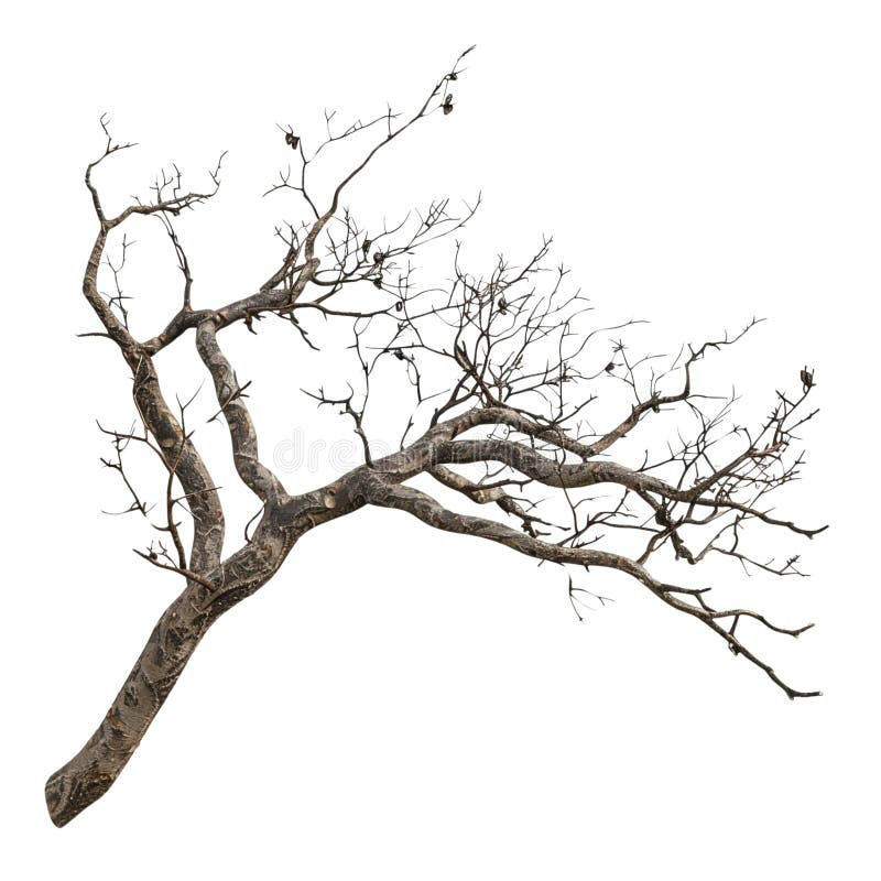 A Branch of Tree Set on White Background Render Ultra, Generative AI ...