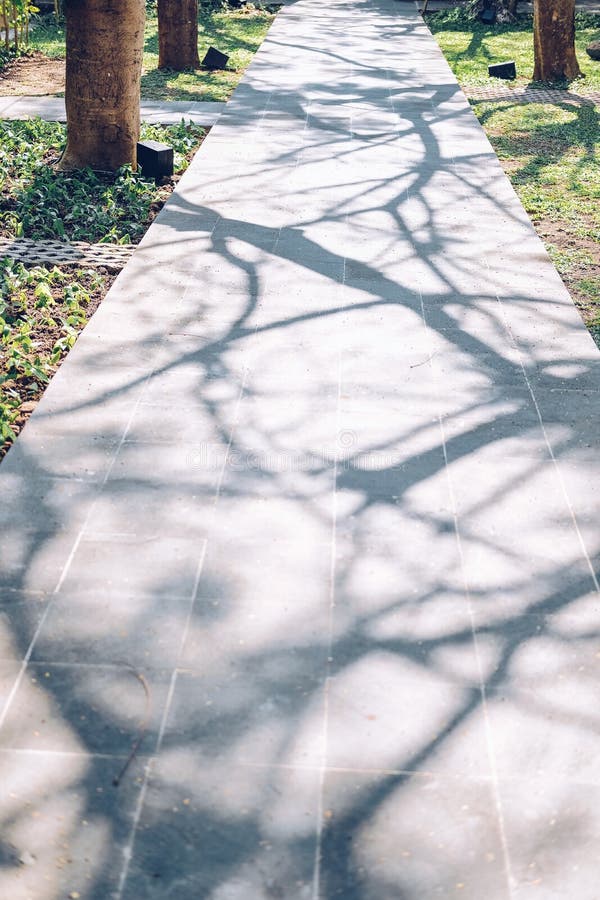 Branch Tree Shadow on Walkway Pathway in Garden Stock Image - Image of ...