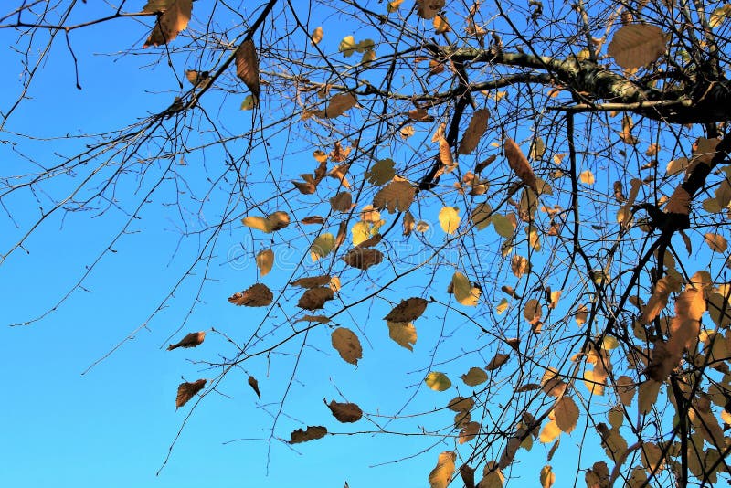 Branch, Tree, Sky, Leaf stock image. Image of branch - 106445197