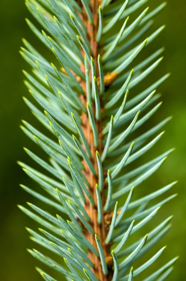 Branch of tree stock photo. Image of branch, spike, vertical - 87647580