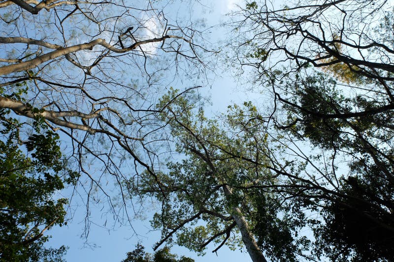 Branch of tree stock photo. Image of blue, nature, stalk - 66035972