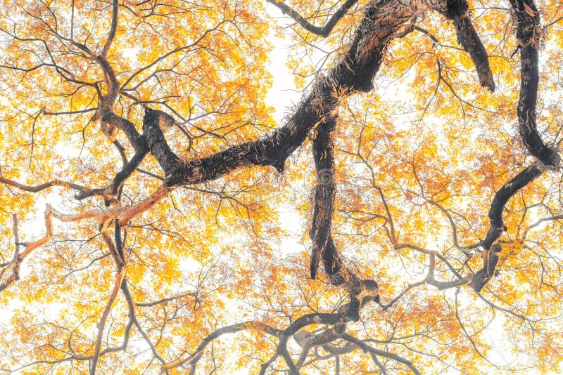 Branch of tree stock photo. Image of peaceful, foliage - 37731008